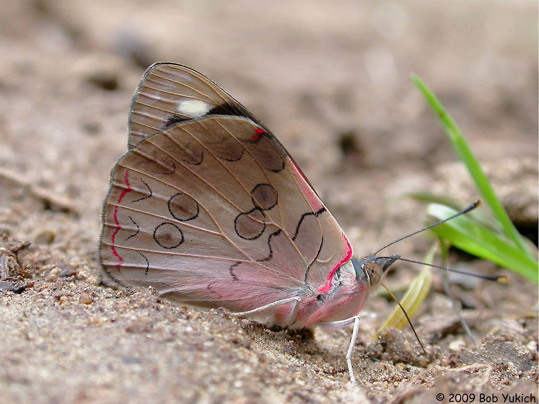 Casa Mariposa Butterflies